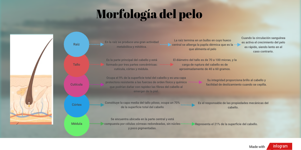 Morfología del pelo - Infogram