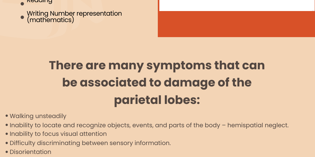 The Parietal Lobe Infographic by Nathalie Solis - Infogram