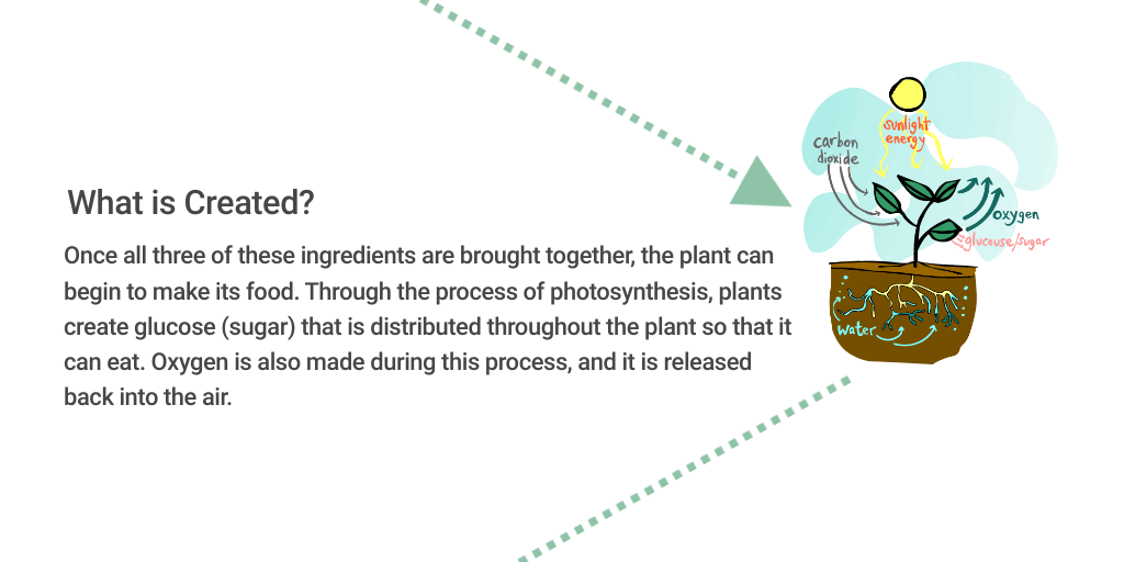 Photosynthesis for 5th Grade by Whitney Walker - Infogram