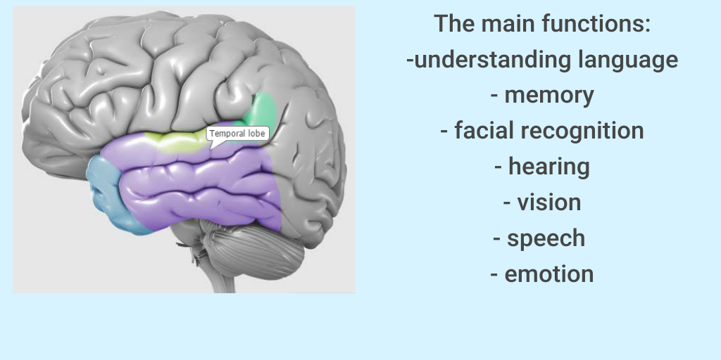 Temporal Lobe infographic by Annisa McGregor - Infogram