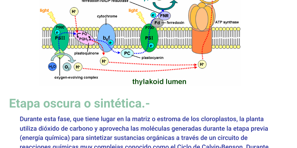Fases de la fotosintesis - Infogram