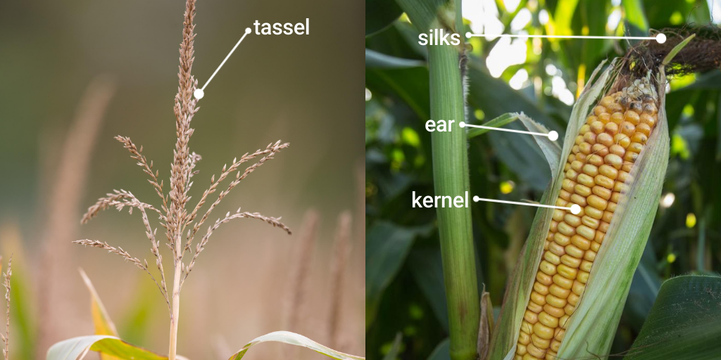 Anatomy of a maize plant - Infogram