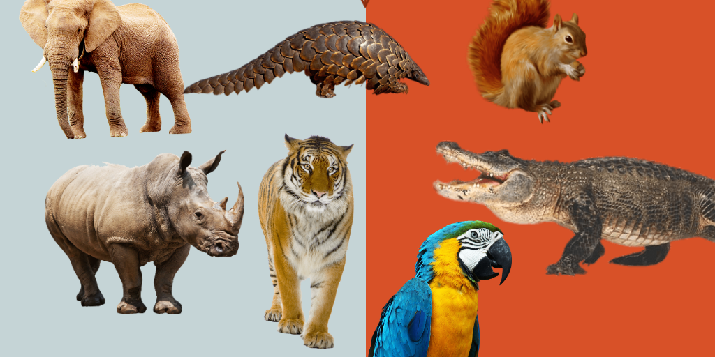 Trafico De Flora Y Fauna Infogram