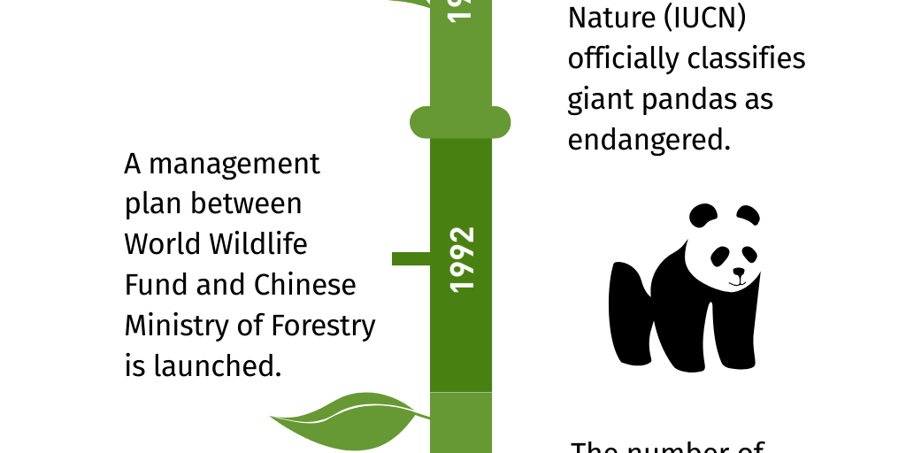 Copy: Endangered Panda Timeline by jwitalec - Infogram