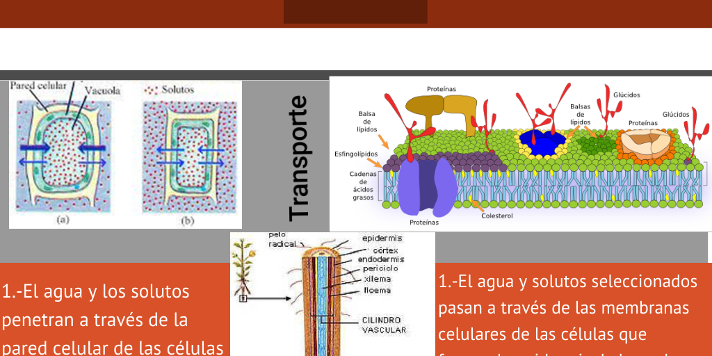 Transporte vía apoplasto y simplasto - Infogram