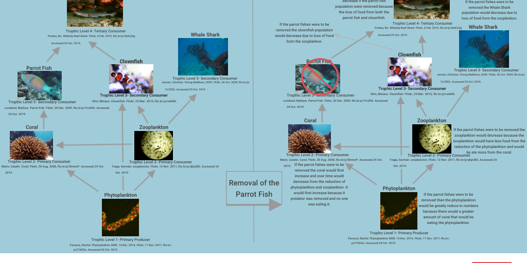 Great Barrier Reef Food Web by Michaela Leclerc - Infogram