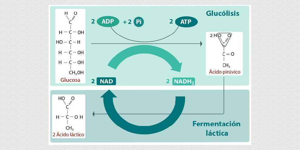 La fermentación y su aplicación en la industria - Infogram