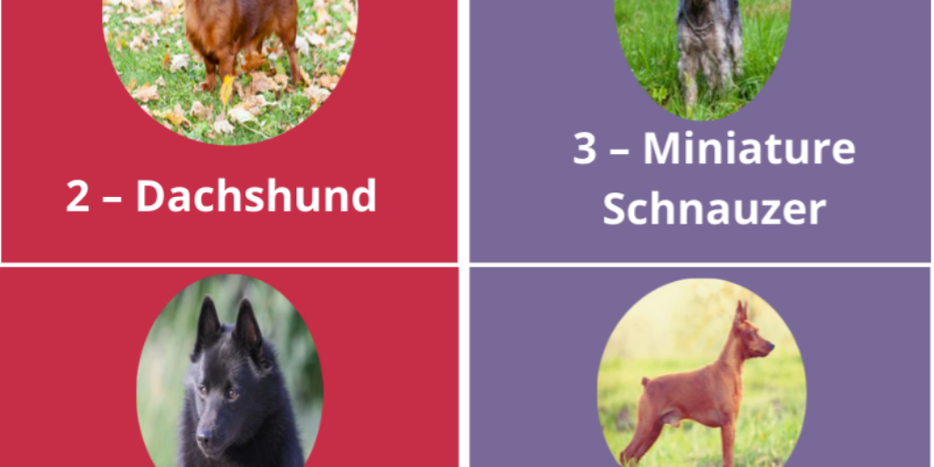 Best Small Dog Breeds For WatchDogs by jojo tangya - Infogram