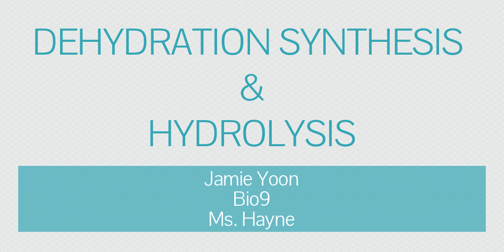 Dehydration synthesis & Hydrolysis_ Jamie Yoon by jamie yoon - Infogram