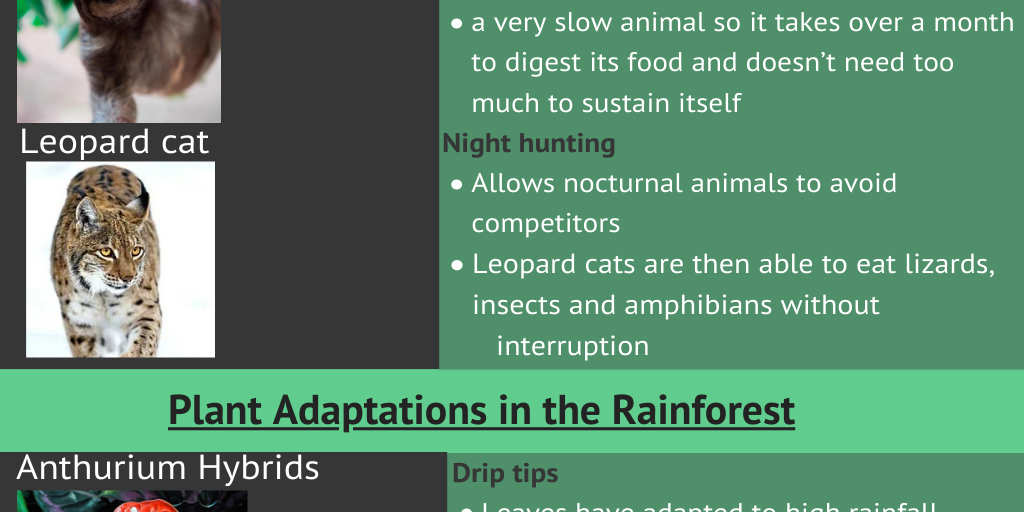Rainforest Infographic - Infogram