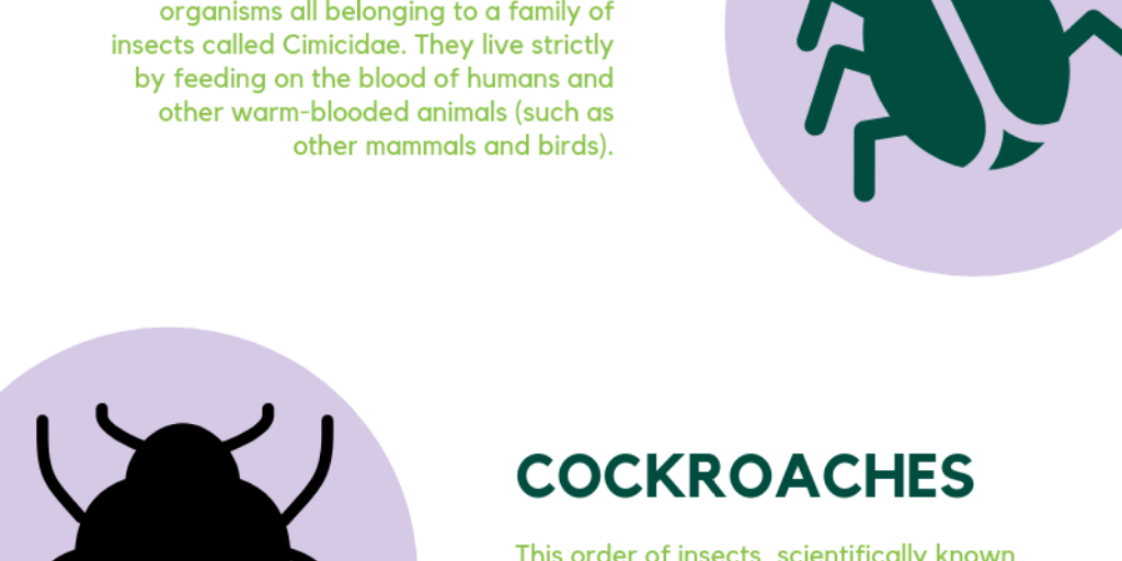 TYPES OF PEST by Pest Inspection Perth - Infogram