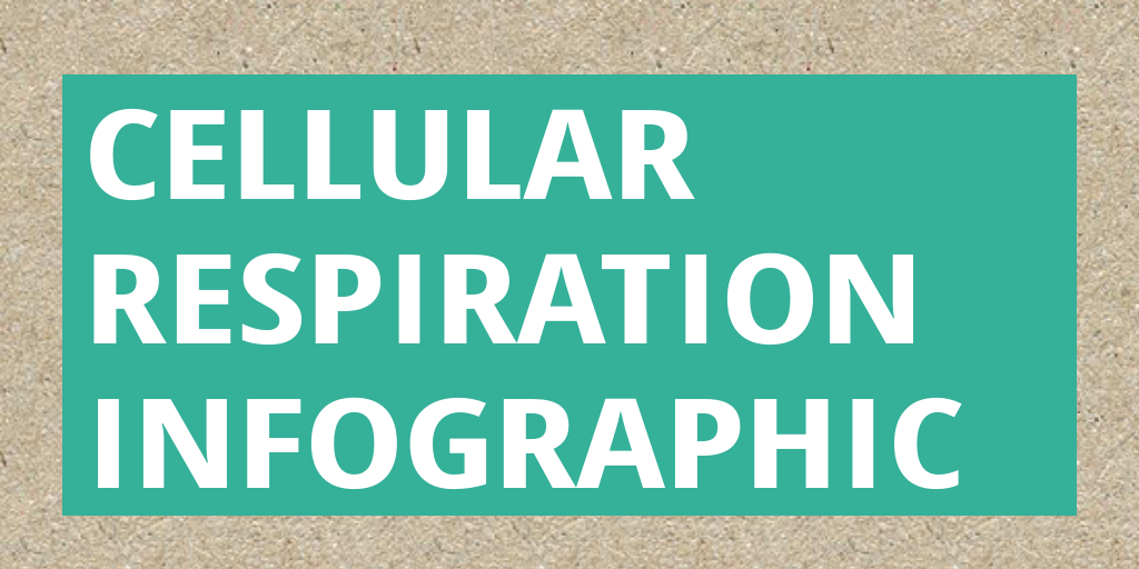 Cellular Respiration Infographic - Infogram