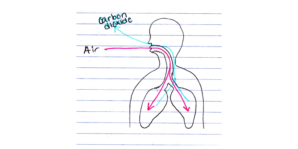 Relationship between Photosynthesis & Cellular Respiration by Ria Goyal ...