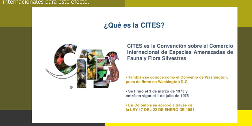 Convención Sobre El Comercio Internacional De Especies Amenazadas De