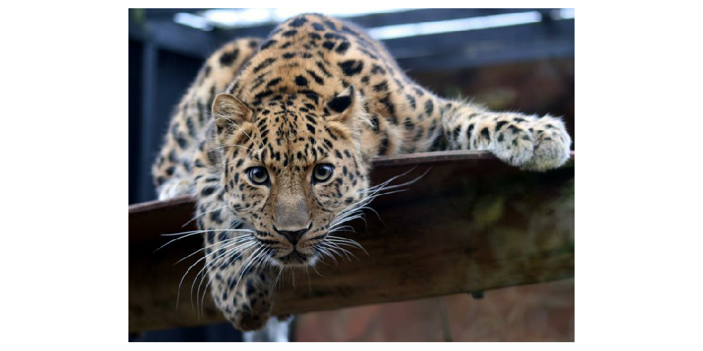 6 Endangered Species of the Eastern Hemisphere by jasi - Infogram
