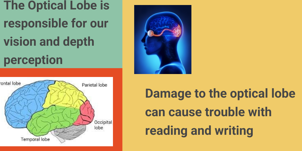 Do you know the brain - Infogram