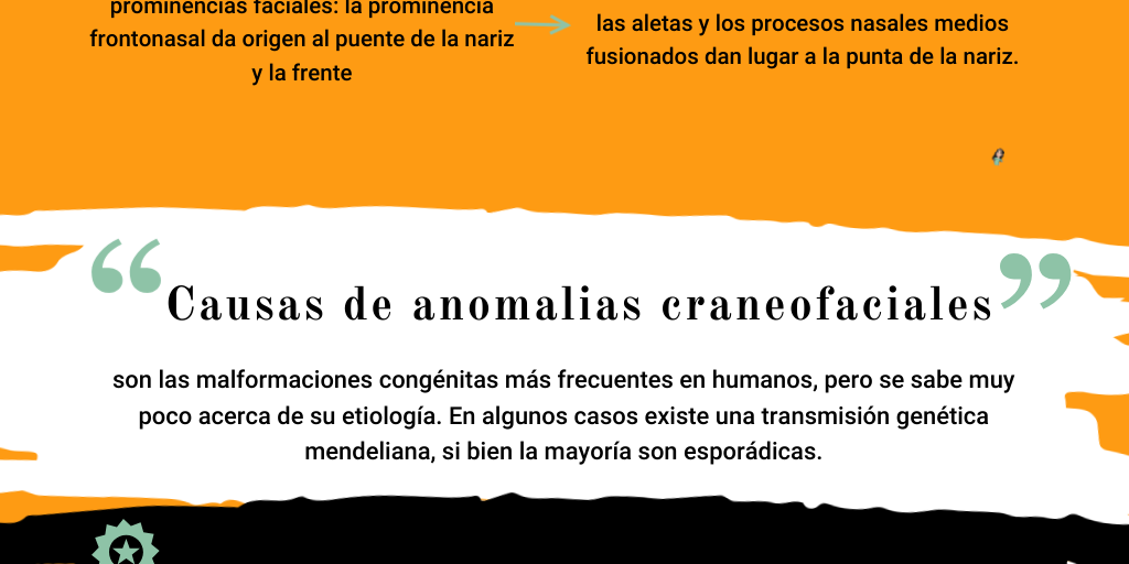 INFOGRAFÍA HISTOLOGÍA- HISTOLOGY INFOGRAPHIC - Infogram