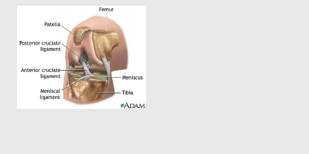 Anterior Cruciate Ligament Injuries in Female Athletes by Caitlin ...