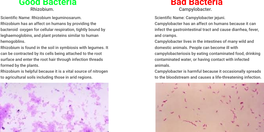 Bacteria Comparison Poster by Gavin Jones - Infogram