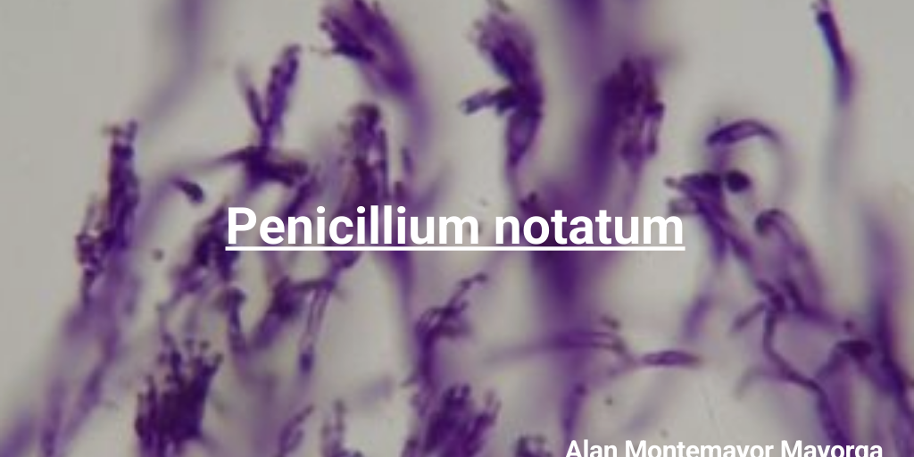 Penicillium Notatum Allergy | Penicillium Notatum Allergy Symptoms – TCZTPR