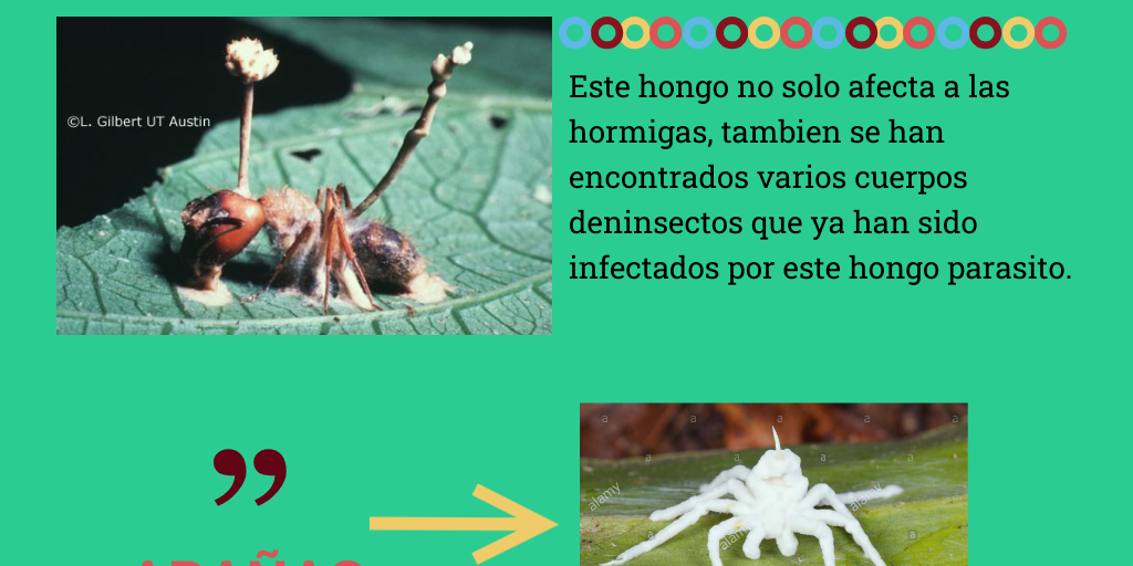 Cordyceps, Ophiocordyceps unilateralis by Kevin Rodríguez - Infogram
