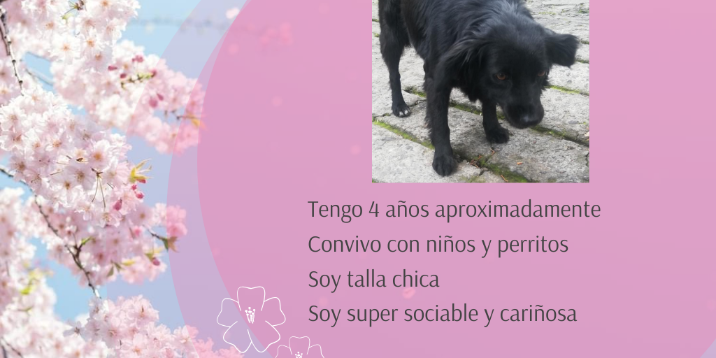 Daisy by Getzemaní Ibarra Salcedo - Infogram