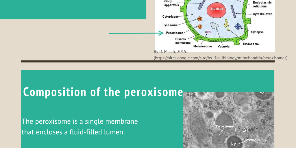 Peroxisome infographic by Conor Bonal - Infogram