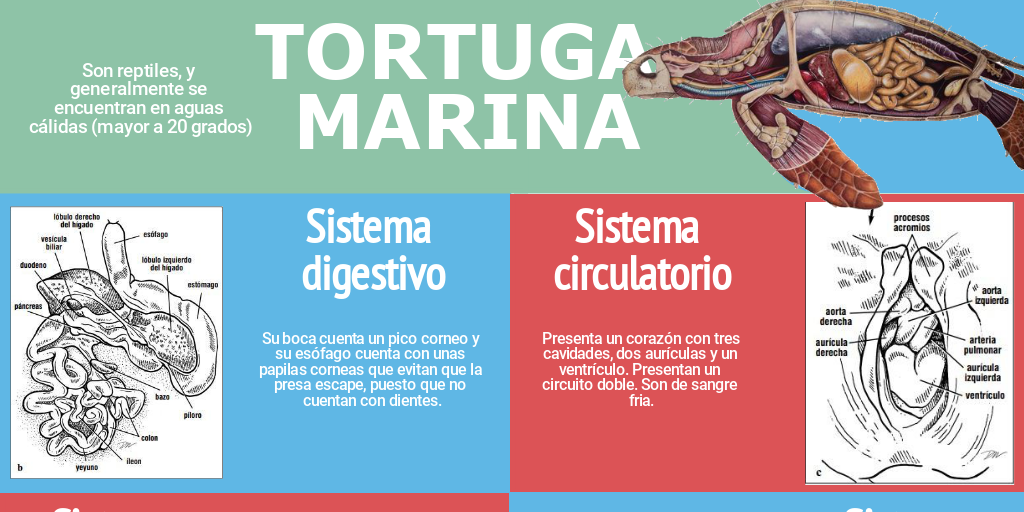 Infografía sobre la tortuga marina - Infogram