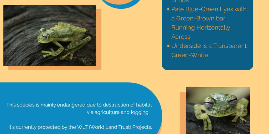 Elliott - Glass Frogs Infographic - Infogram