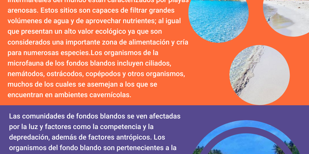 Zona Intermareal Rocosa, Intermareal de Fondo Blando y Zona Submareal ...