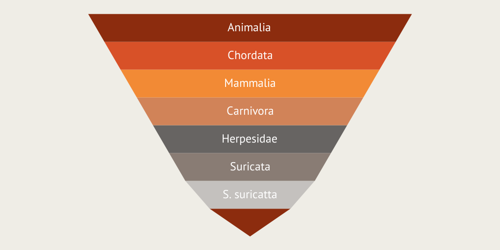 Meerkat Scientific Classification - Infogram