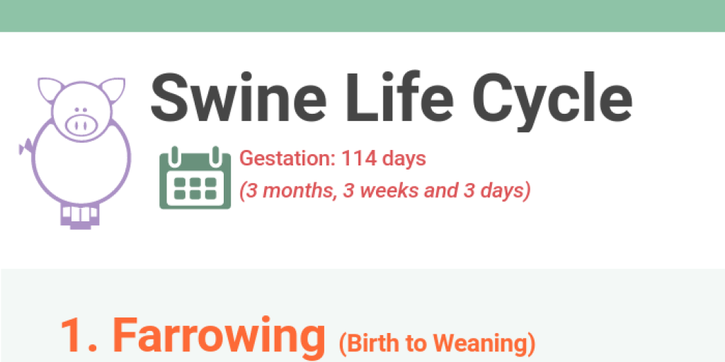 Swine Life Cycle - Infogram