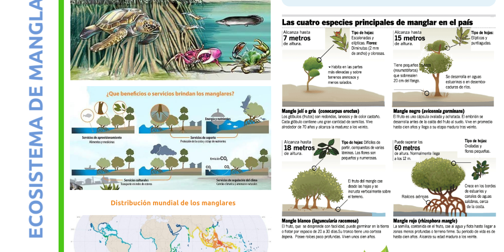 ecosistema de manglar - Infogram