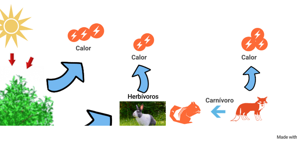Flujo de energía y de material en el ecosistema - Infogram