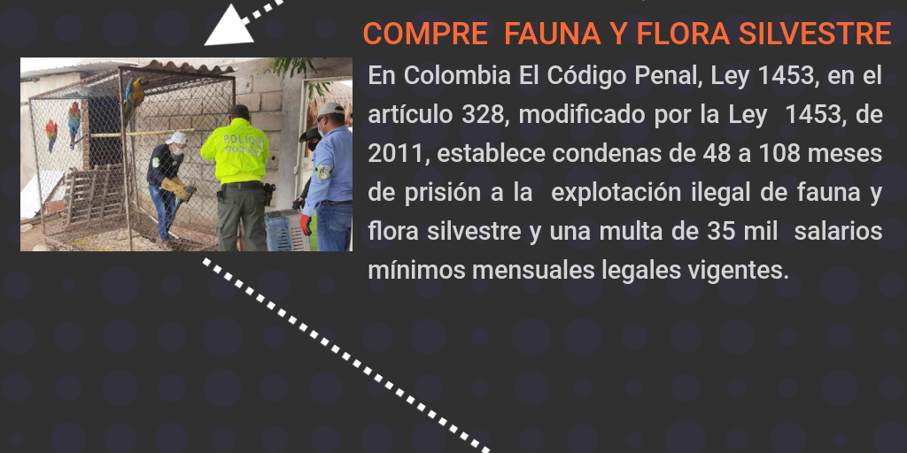 Tráfico De Flora Y Fauna By Ricardo Zambrano Infogram