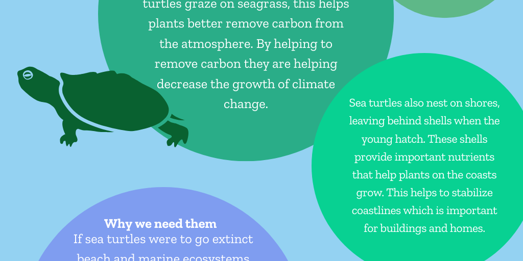 sea turtles presentation by Odessa Chusid - Infogram