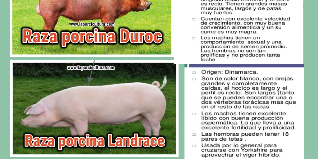 razas de cerdos - Infogram
