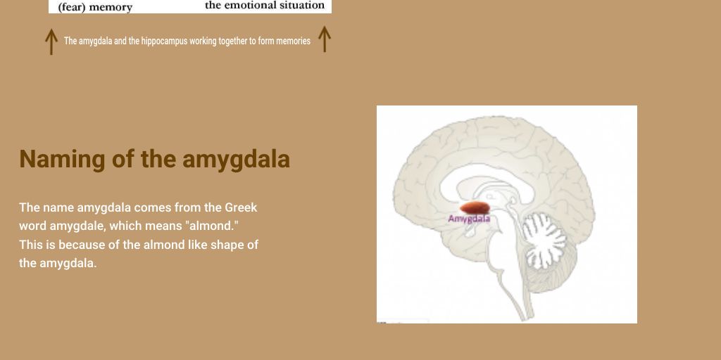 Amygdala Infographic by Stella Duffee - Infogram