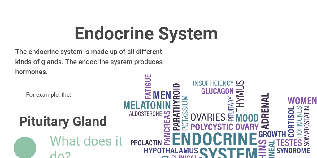 Endocrine System Infographic by Shelby Hamilton - Infogram