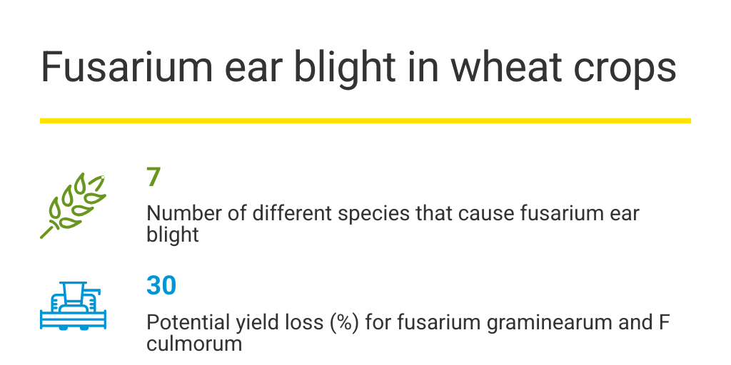 Fusarium ear blight in wheat crops - Infogram