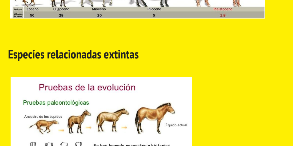 La evolución del caballo by ARANTZA CAROLINA ZEPEDA LOPEZ - Infogram