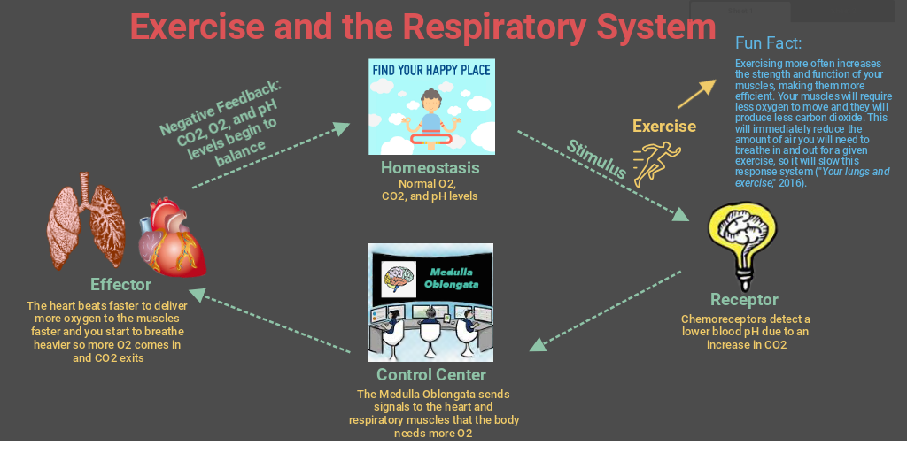 Exercise & The Respiratory System by Julie Lynn - Infogram