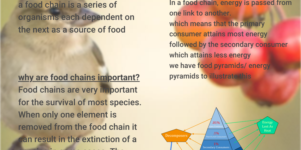 bio project food chain poster - Infogram