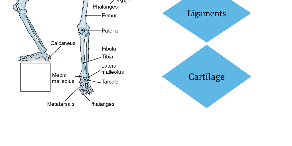 Skeletal System Infographic by Miriam Lopez - Infogram