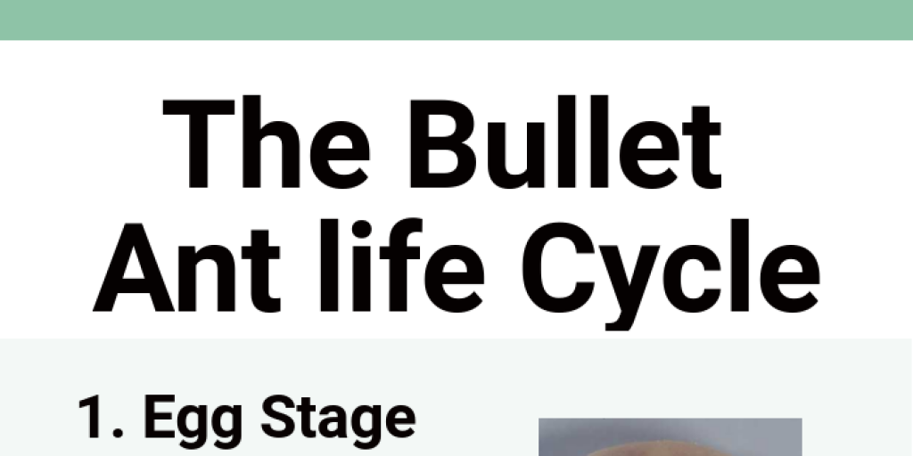 Joseph Klack Bullet Ant Life Cycle by joseph klack - Infogram