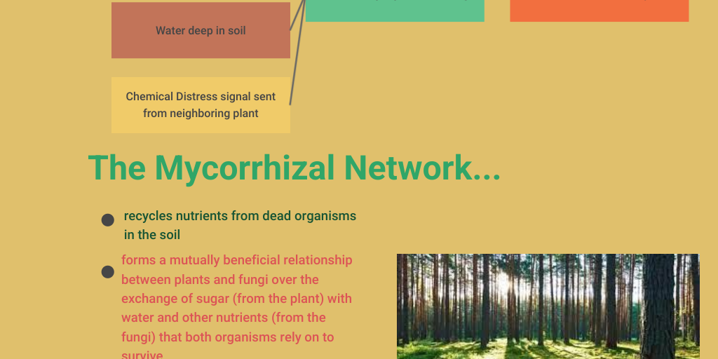 Mycorrhizal Network - Infogram