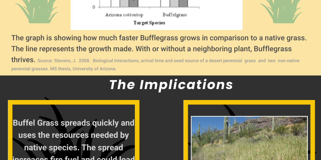 Native Species Are Best: The Buffel Grass Story by Mabel Rivera - Infogram