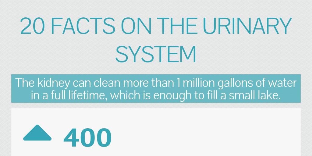 20 Facts on the Urinary System - Infogram
