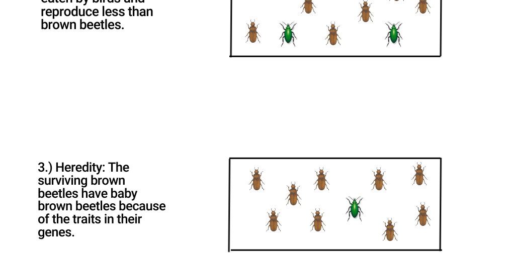 Beetles Natural Selection - Infogram