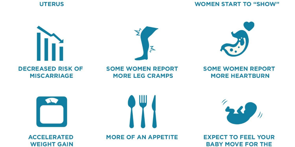 3 Stages of Pregnancy Timeline by Pregmed Pregmed - Infogram
